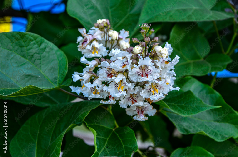 Common catalpa flowers - Latin name - Catalpa bignonioides . Stock ...