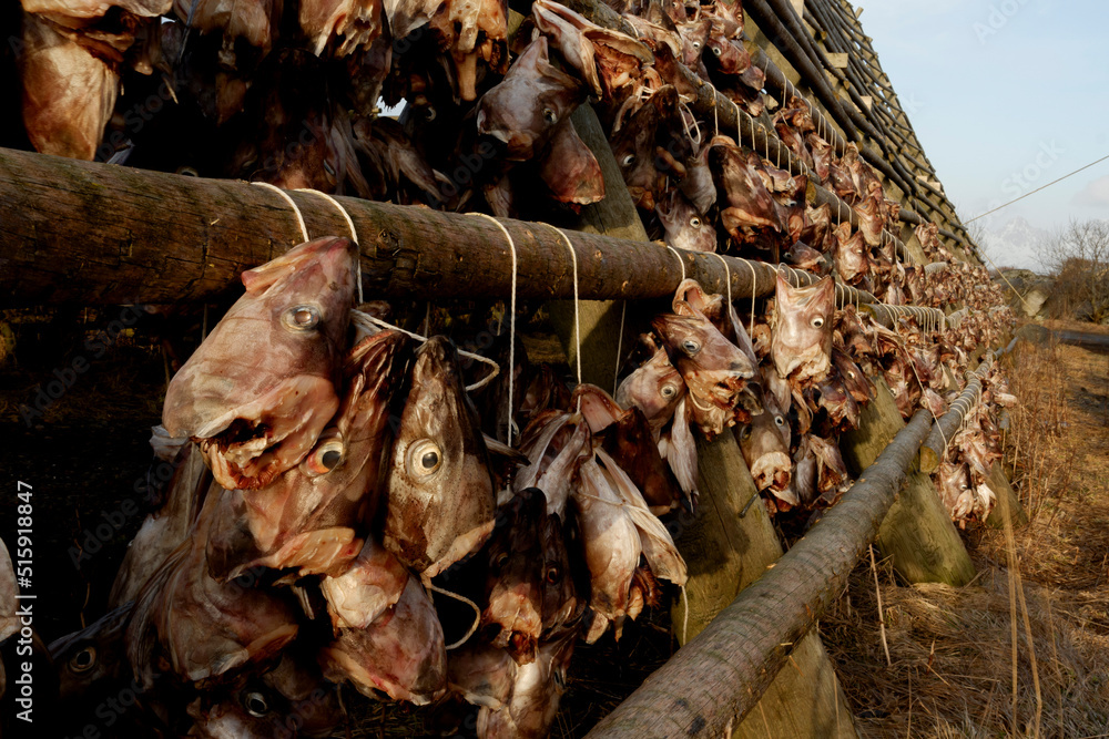 Incredible and famous traditional wild cod driers in spring in Norway ...
