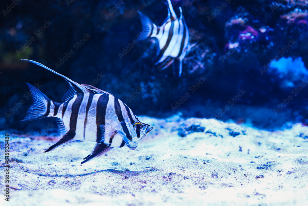 Old Wife (Enoplosus armatus) A black and white striped fish with a ...