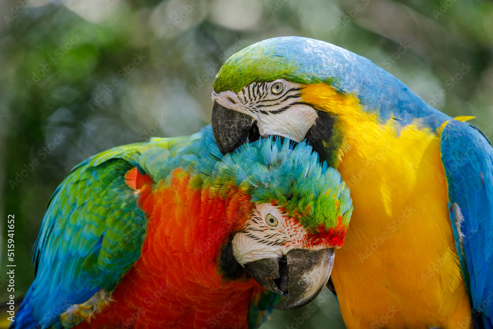 Colorful macaw parrots affection together in Pantanal, Brazil Stock ...