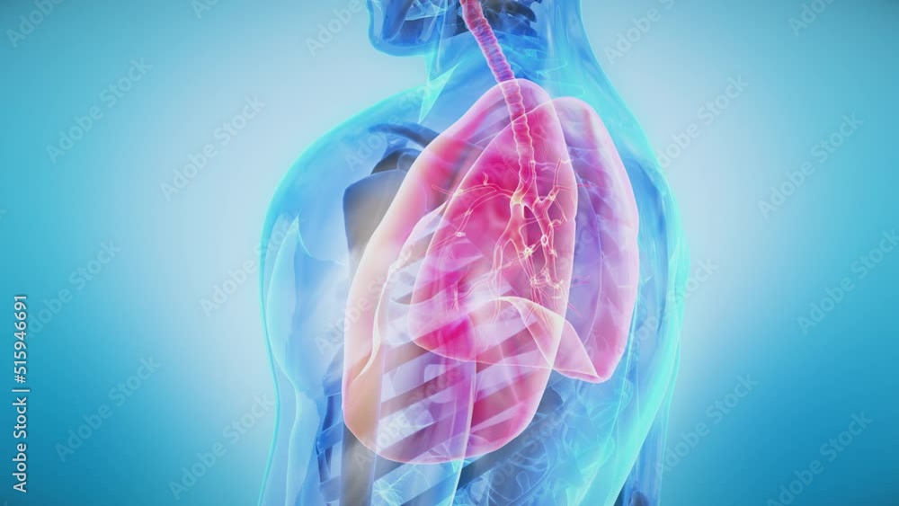 Human Respiratory System Anatomy Animation of Transparent Body Rotating ...