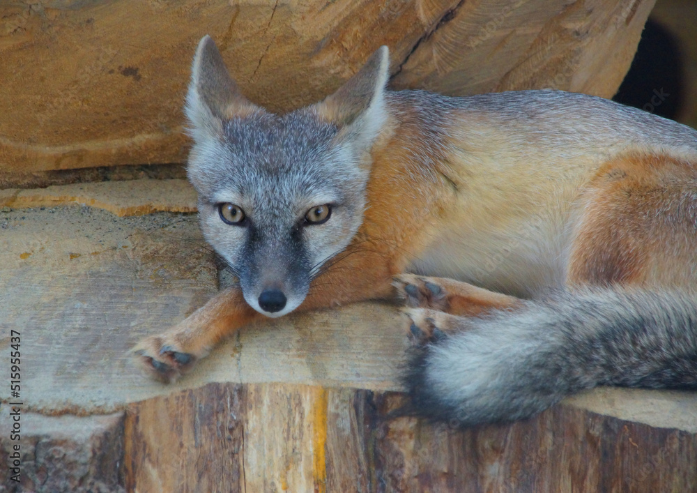 Müder Steppenfuchs (Vulpes corsac) oder Korsak. Er lebt nachtaktiv in ...