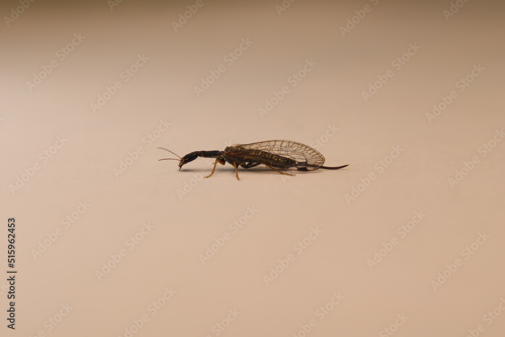 Snakefly has a long neck (Raphidiodea). Insect isolated on a white ...
