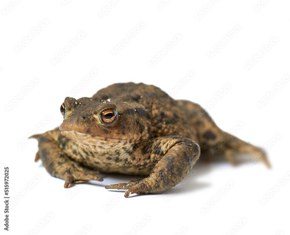 Portrait of a common European toad isolated on white studio background ...