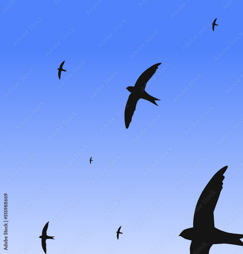 Swallow or swallow bird isolated on a white background. Insect-eating ...