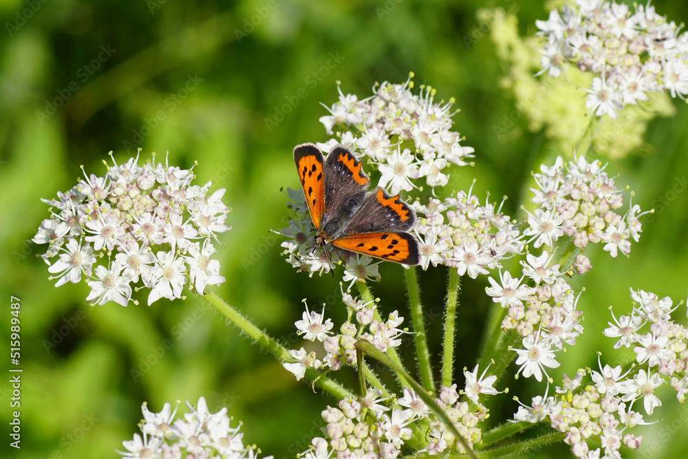 Small copper (Lycaena phlaeas) family Lycaenidae on flowers of wild ...
