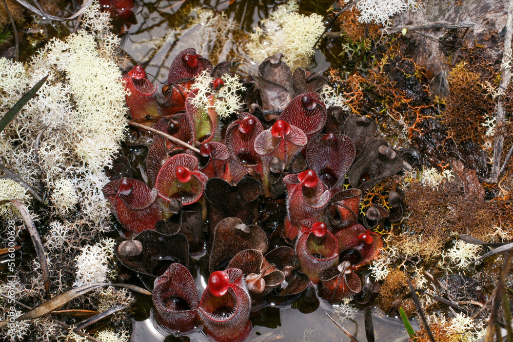 Carnivorous pitcher plant (Heliamphora minor ssp. pilosa) growing ...