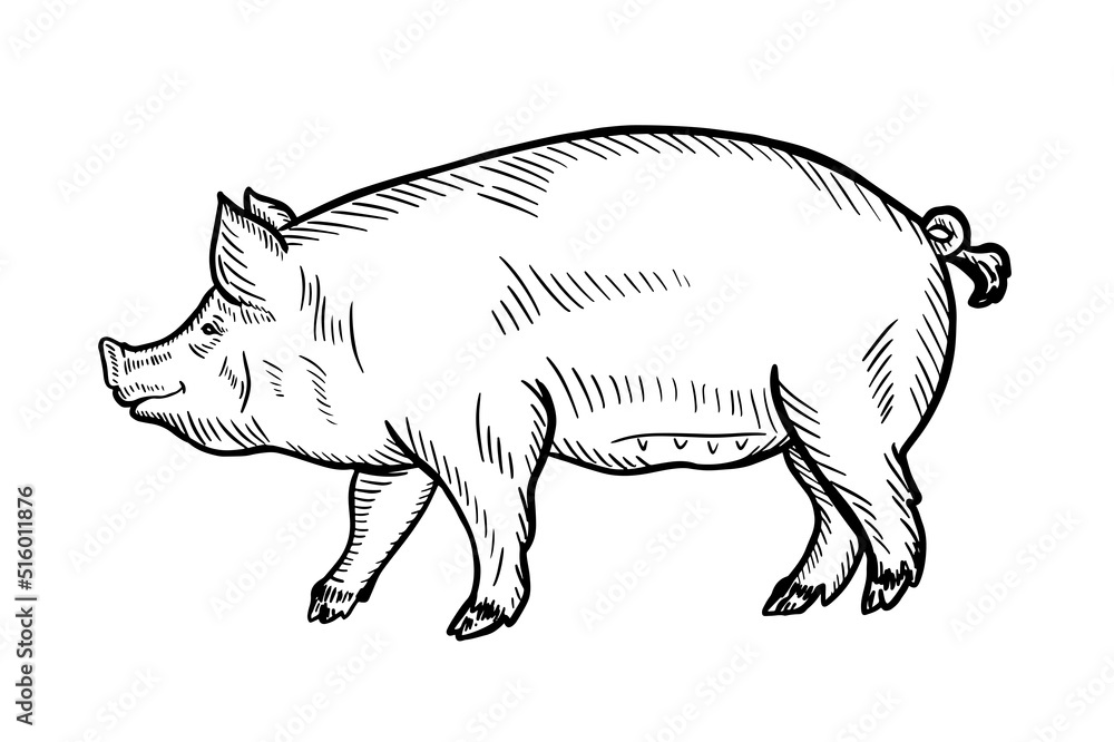 Pig vector illustration in graphics, hand drawn illustration. Farming ...