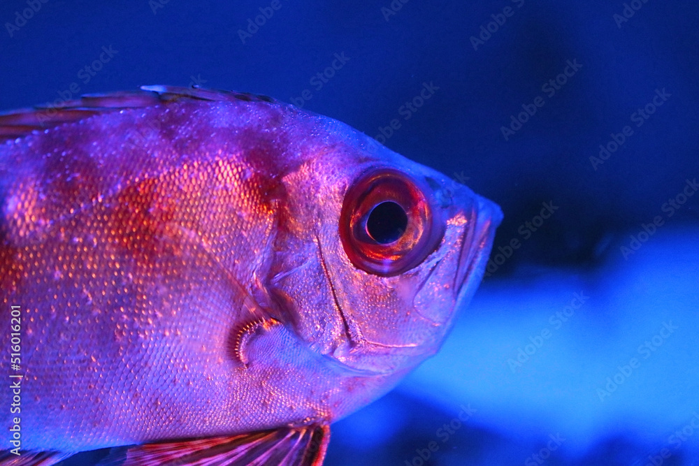 Red colored delicious fish "Longfinned bullseye (Cookeolus japonicus ...