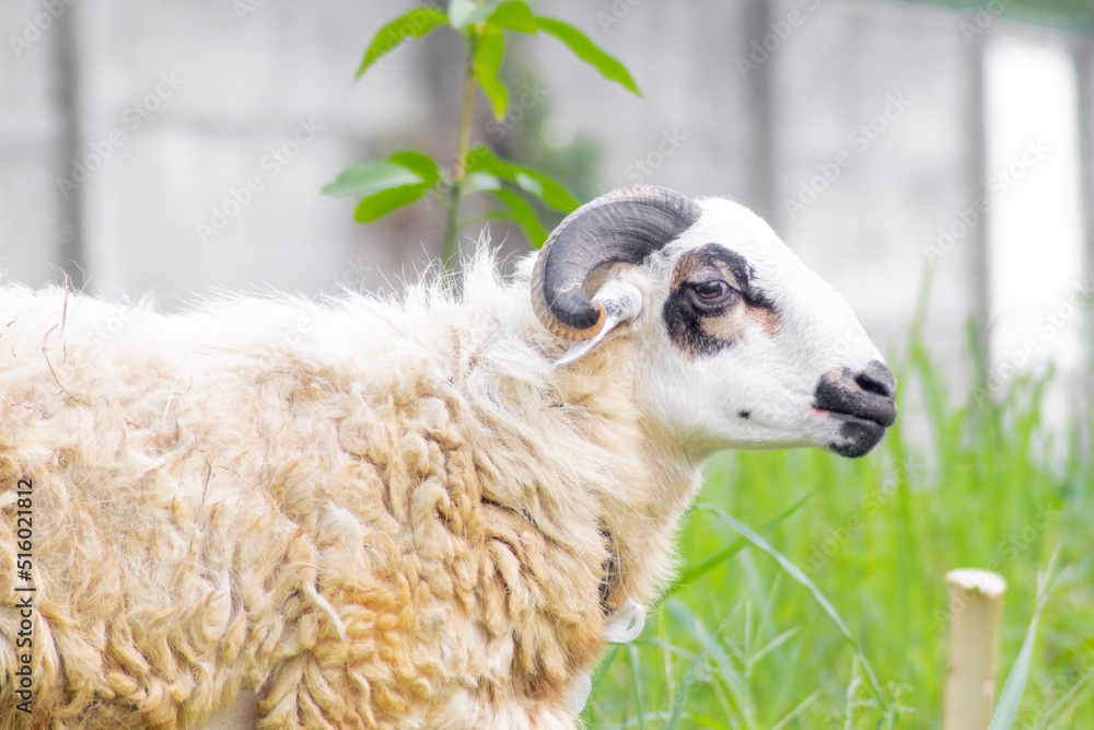 sheep in a meadow Stock Photo | Adobe Stock