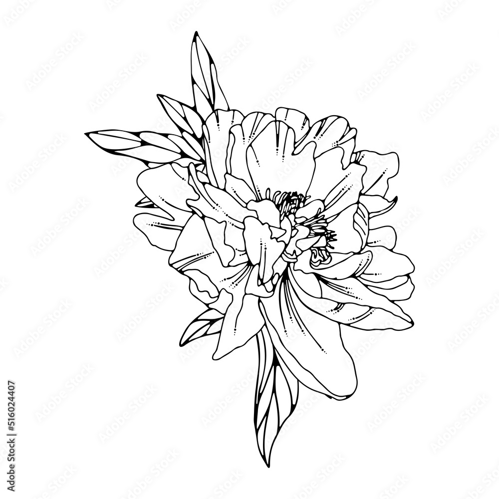 Elegant flower arrangement of line art peonies and leaves. Hand-drawn ...