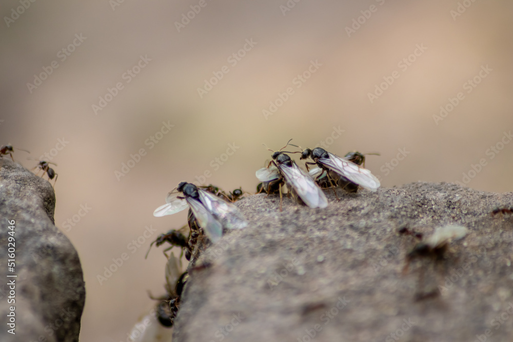 Ant wedding flight with flying ants like new ant queens and male ant ...