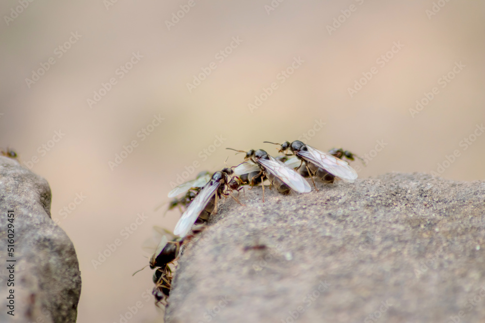 Ant wedding flight with flying ants like new ant queens and male ant ...