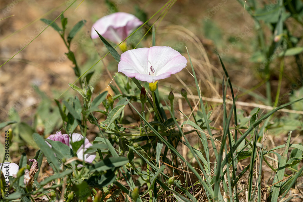 fleur de liseron Stock Photo | Adobe Stock
