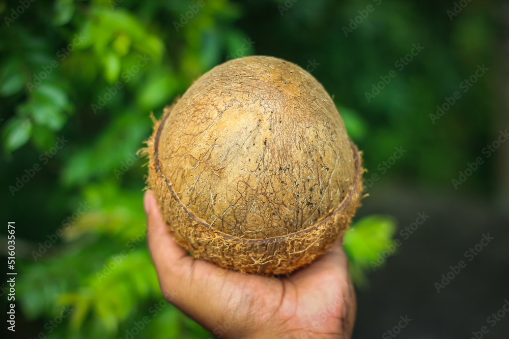 Half removed coconut shell with flesh inside holding in hand | the ...