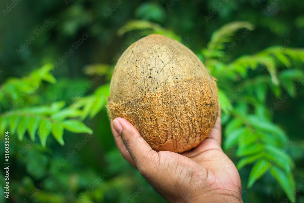 Half removed coconut shell with flesh inside holding in hand | the ...