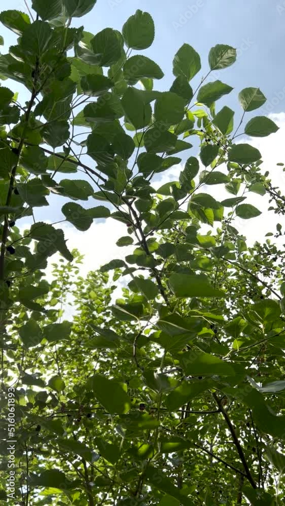 Underside views of green leafy trees with mulberries hanging in various ...