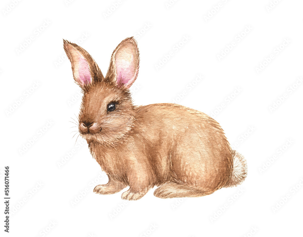 Watercolor rabbit, cute forest animal illustration. Woodland hand ...
