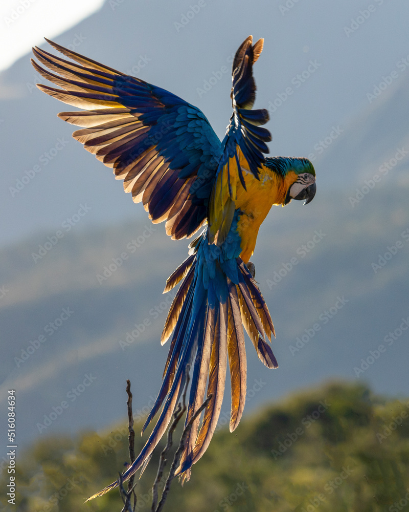 The blue and yellow macaw flying. Species Ara ararauna also know as ...