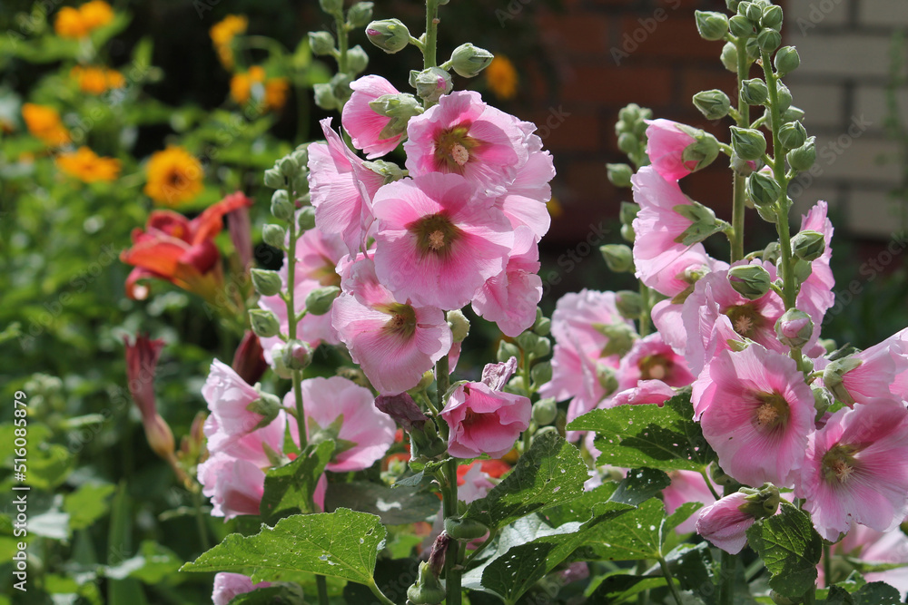 Pink flowers of common hollyhock (Alcea rosea) plant close-up in summer ...
