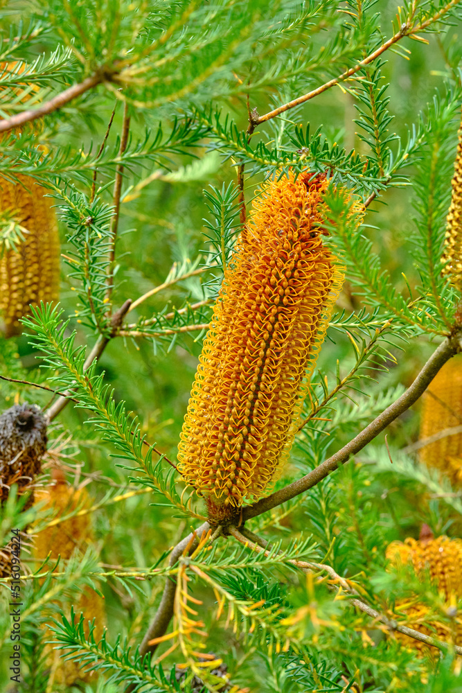 Banksia is a genus of around 170 species in the plant family Proteaceae ...