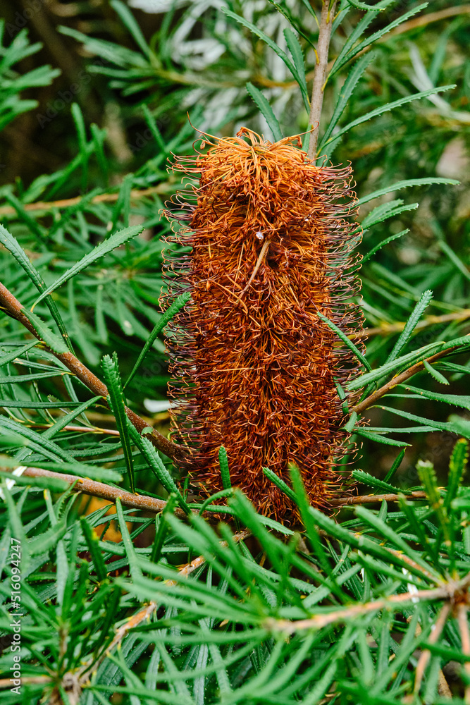 Banksia is a genus of around 170 species in the plant family Proteaceae ...