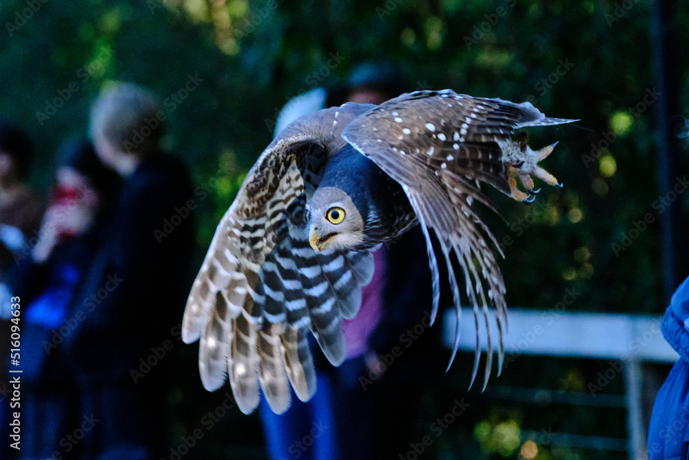 The Barking Owl is a medium-sized hawk-owl. Hawk-owls lack the definite ...