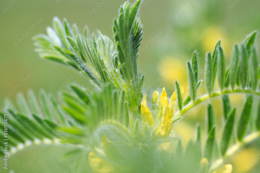Astragalus close-up. Also called milk vetch, goat's-thorn or vine-like ...