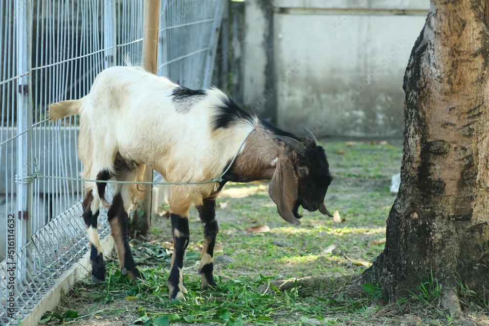 Goat (kambing qurban) for the preparation of sacrifices on Eid al-Adha ...