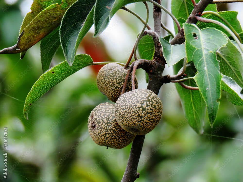 Himalayan pear, wild indian pear, pyrus pashia, deciduous tree with ...