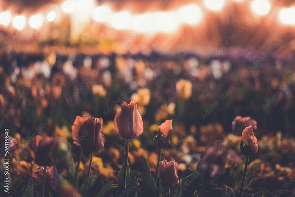 Tulip garden at night time Stock Photo | Adobe Stock