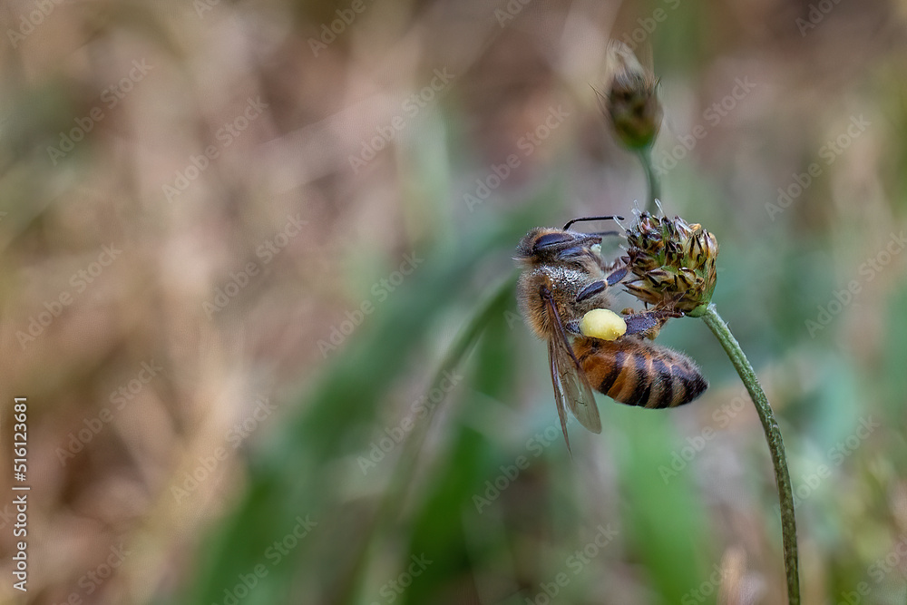 A bee pollinating a flower. Pollination is an essential part of plant ...