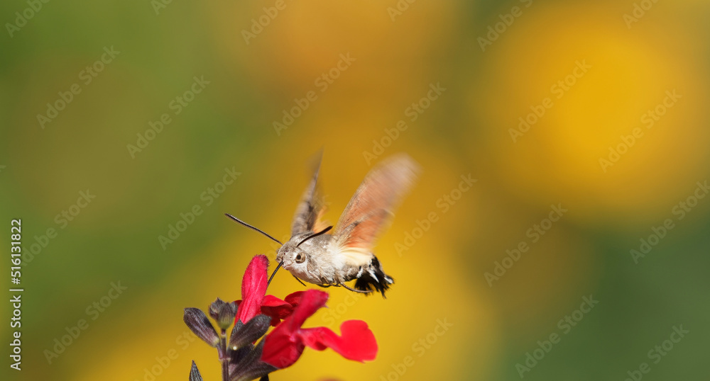 (Macroglossum stellatarum) Close up of faceted eye of a Hummingbird ...