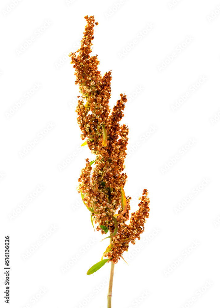 Rumex acetosella, known as sheep sorrel, red sorrel, sour weed and ...
