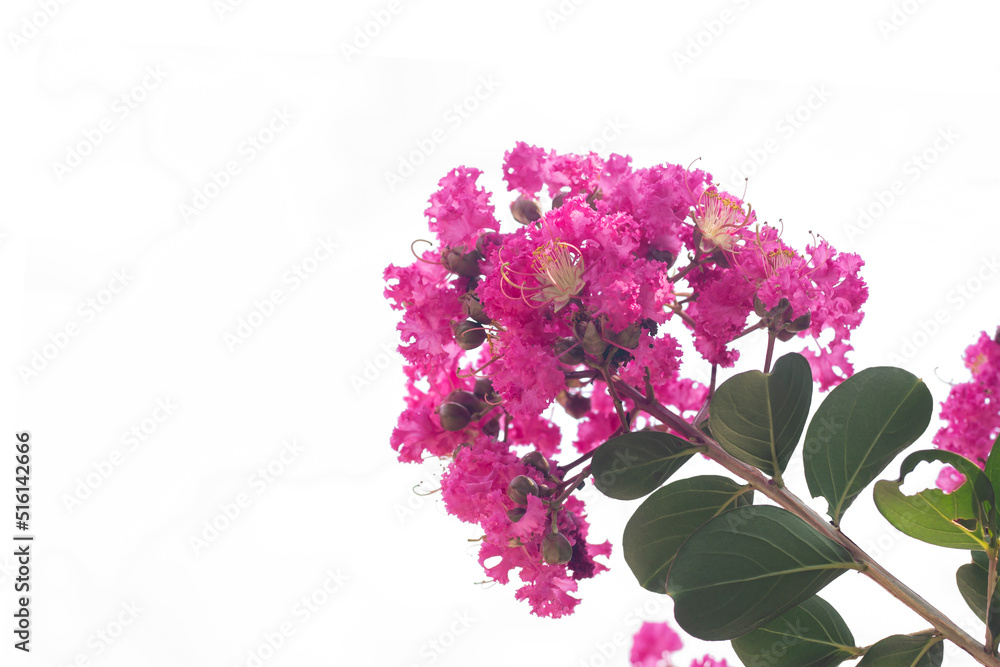 Beautiful Crape myrtle, Lagerstroemia, Crape flower (Indian Lilac ...