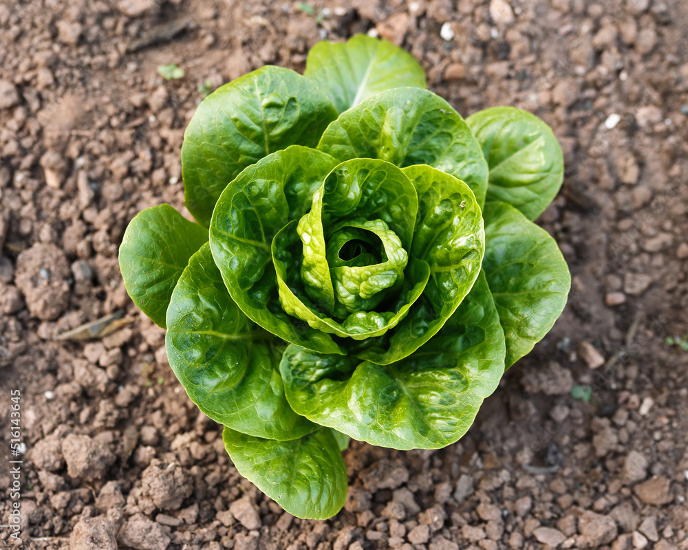Lettuce Head Growing