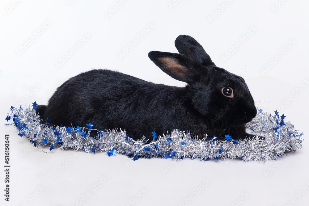 black rabbit the symbol of the year 2023 according to the Chinese ...