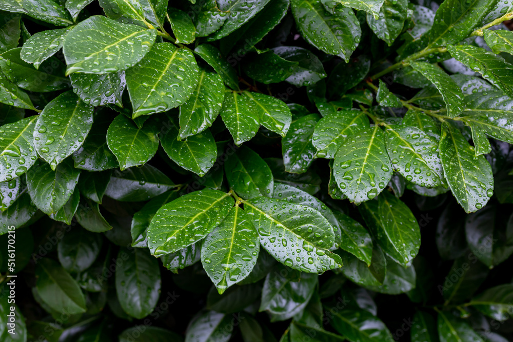 Natural green leafy background. Wet juicy green leaves of evergreen ...