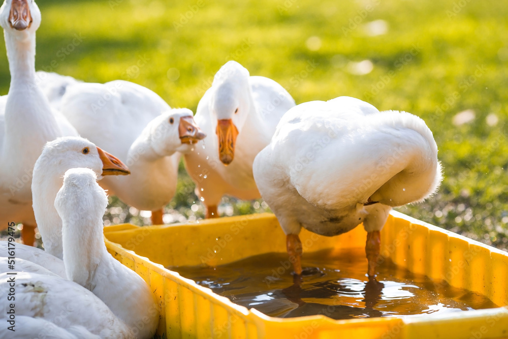 White domestic geese on a poultry farm stand on the green grass and ...