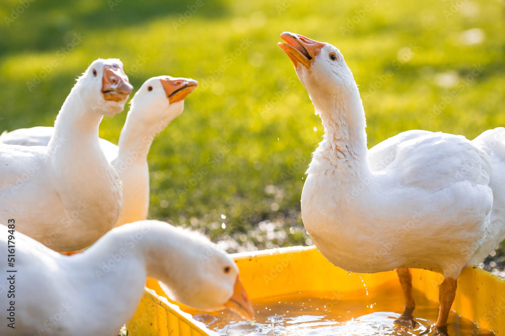 White domestic geese on a poultry farm stand on the green grass and ...