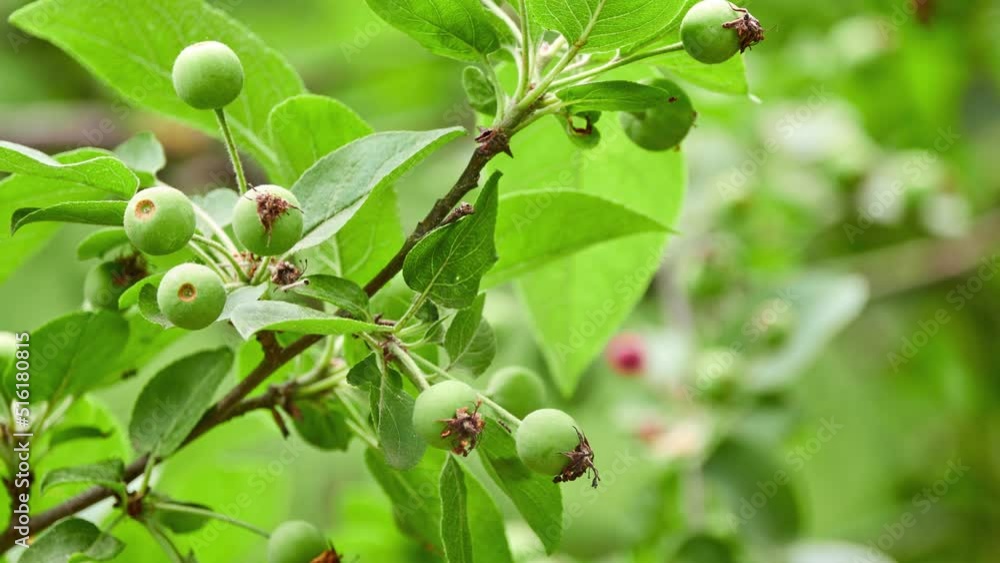 Malus coronaria, also known by names sweet crabapple or garland crab ...