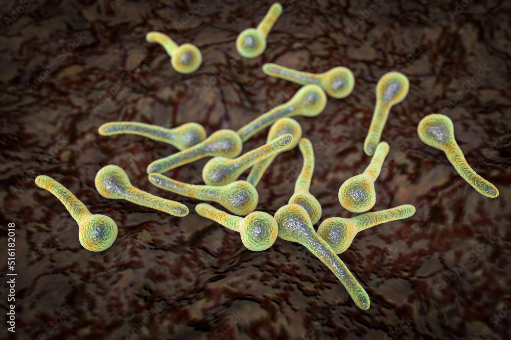 Clostridium tetani bacteria Stock Illustration | Adobe Stock