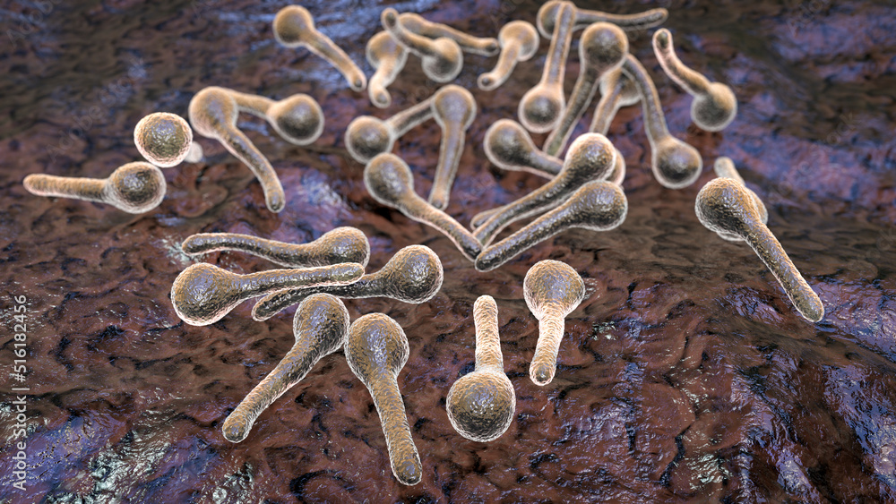 Clostridium tetani bacteria Stock Illustration | Adobe Stock