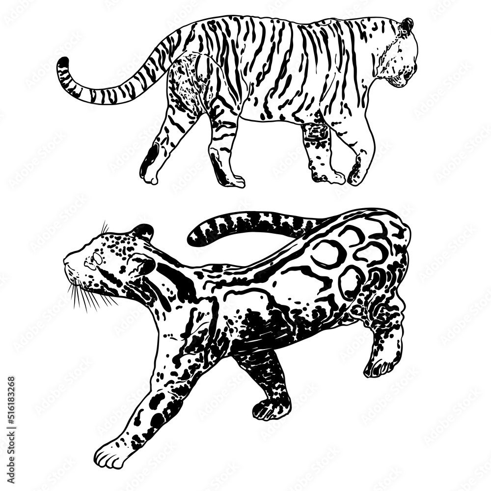 Set of realistic tiger and Clouded leopard in different poses and ...