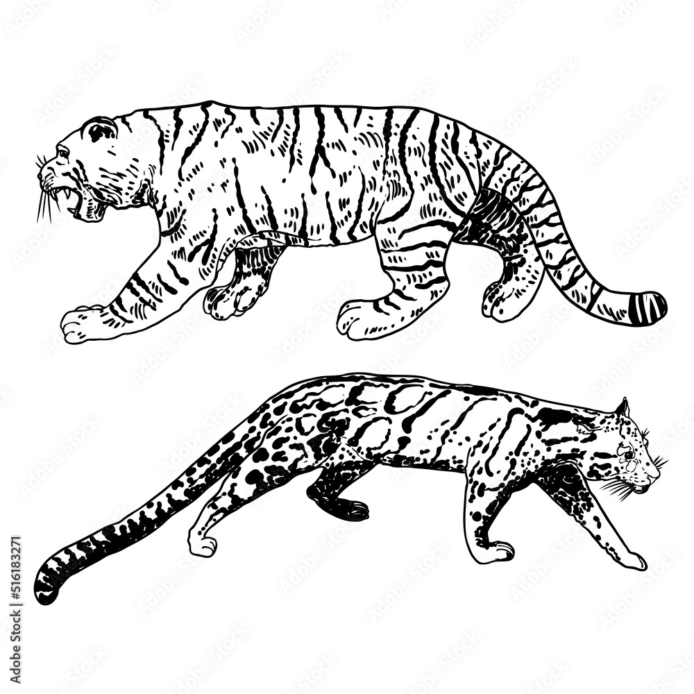 Set of realistic tiger and Clouded leopard in different poses and ...