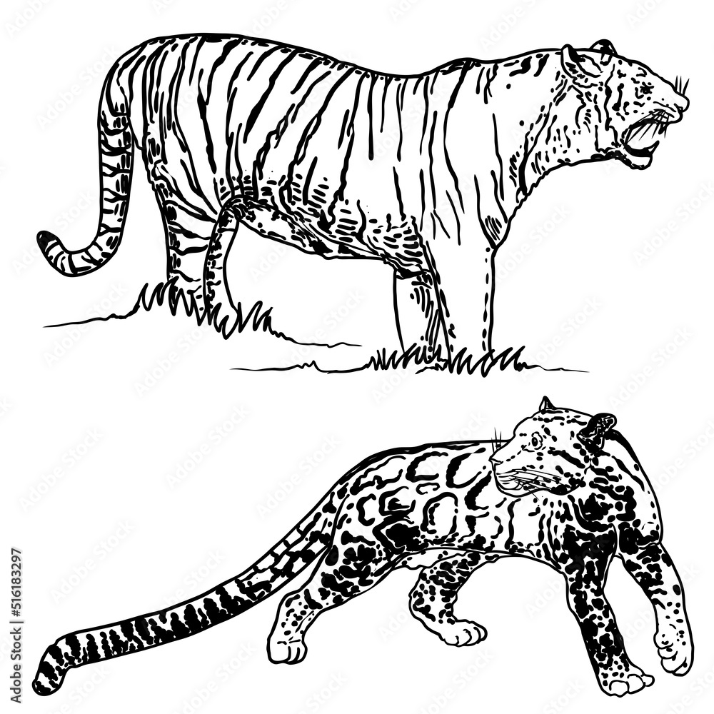 Set of realistic tiger and Clouded leopard in different poses and ...
