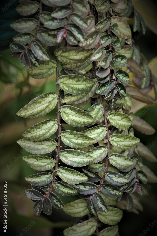Tradescantia zebrina, formerly known as Zebrina pendula, is a species ...