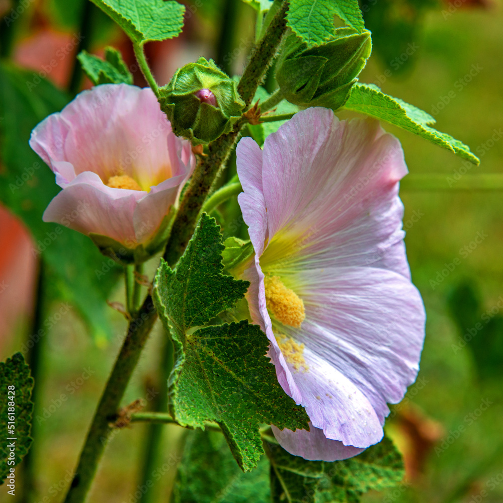 Inflorescences of an ornamental plant called Malwa Ogrodowa, often ...
