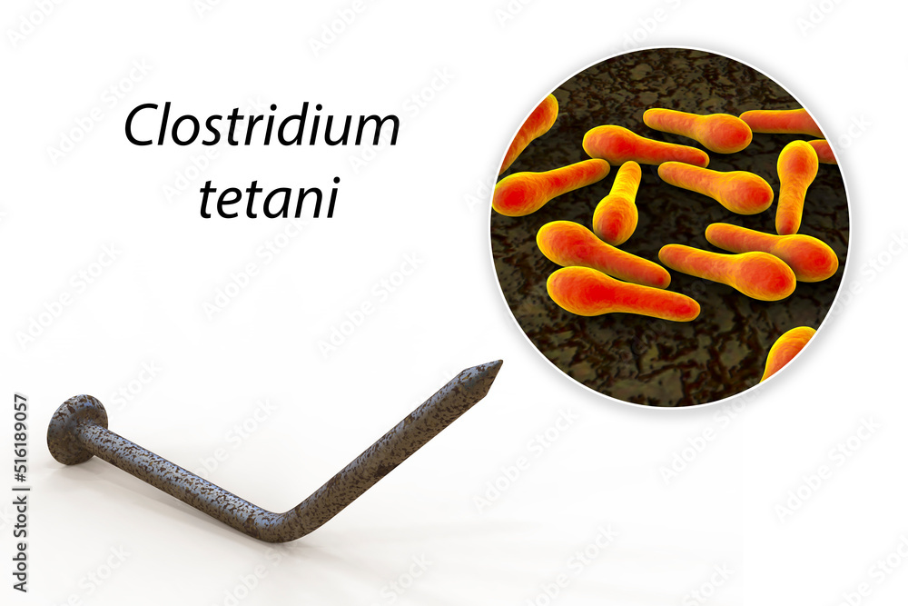 Tetanus. Bacteria Clostridium tetani and rusty metal nail Stock ...