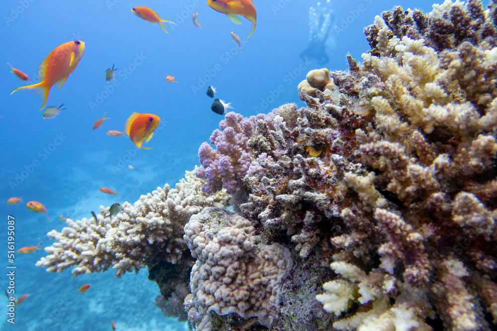 Colorful coral reef at the bottom of tropical sea, hard corals and ...